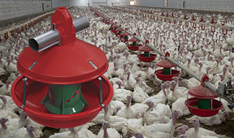 Adult Turkey Feeders